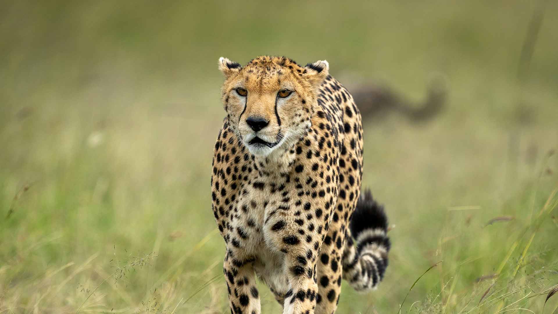 African Cheetah