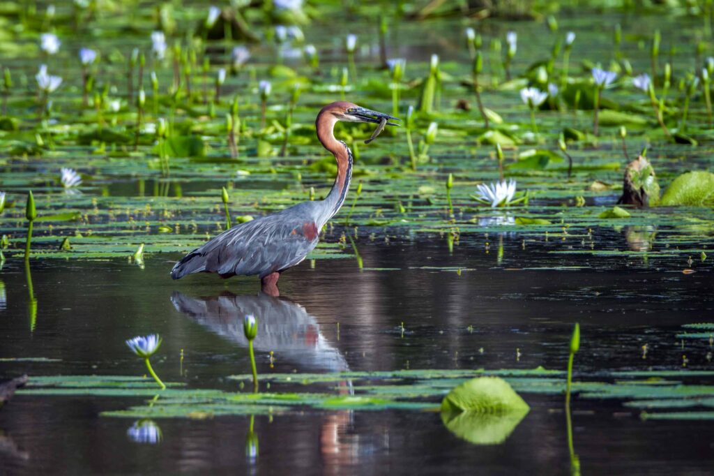 Goliath Heron