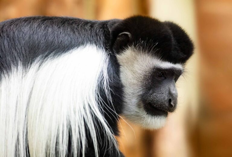 Colobus Monkey