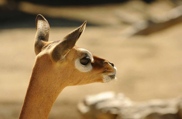 Gerenuk