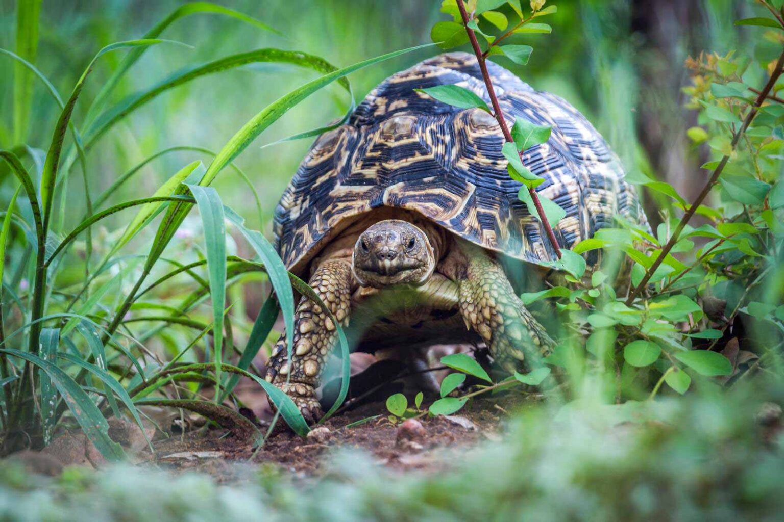 Leopard Tortoise