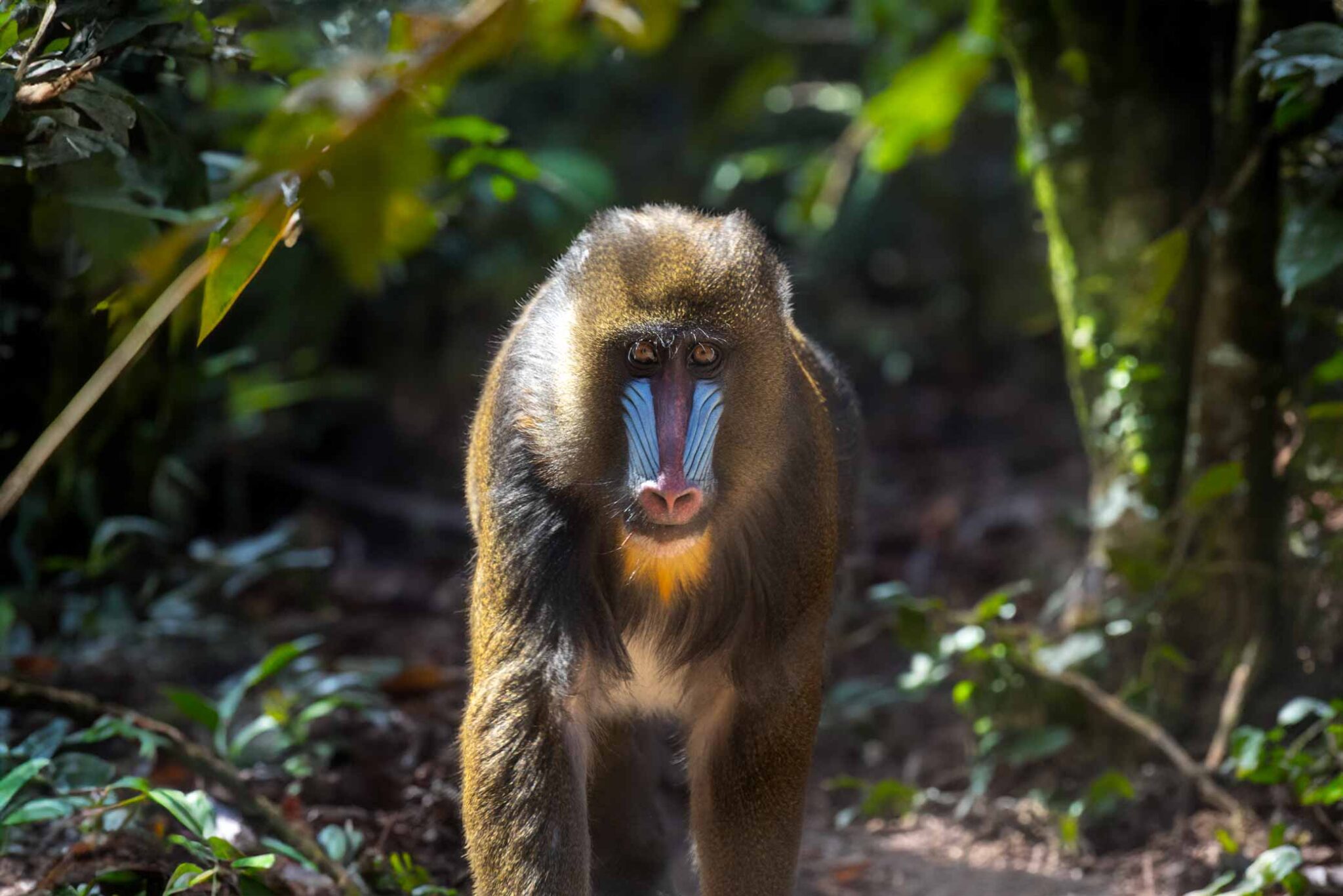 Mandrill