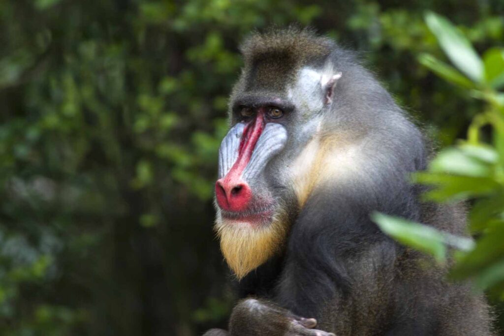 Mandrill