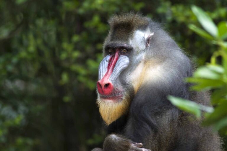 Mandrill