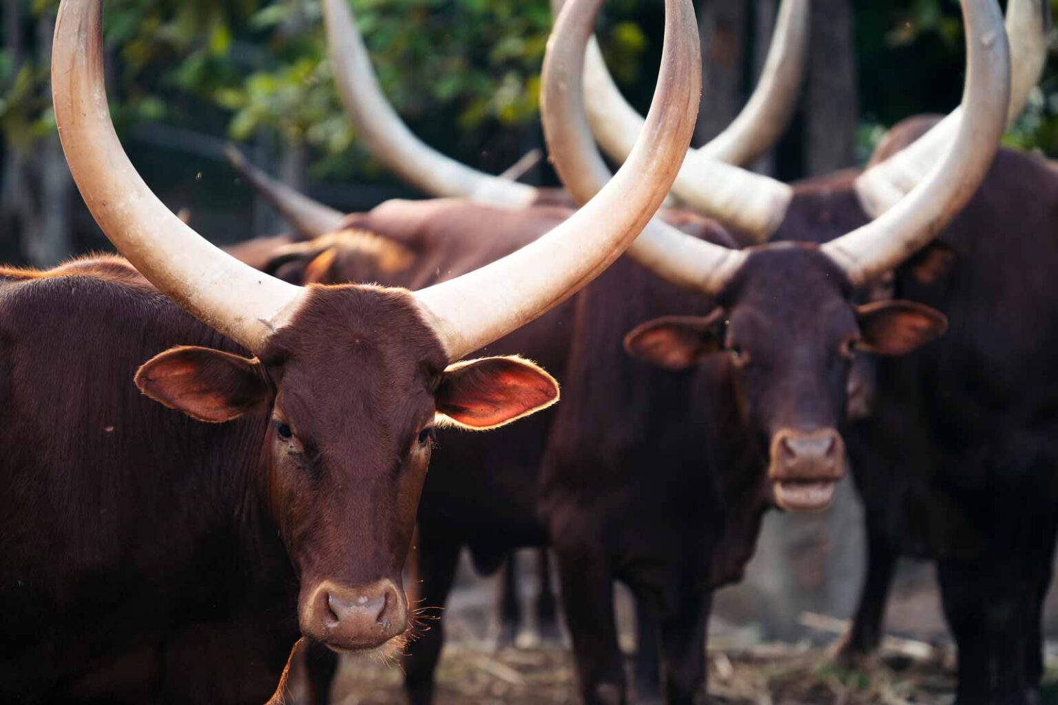 Why Africa’s Long-Horned Cattle Are More Than Livestock