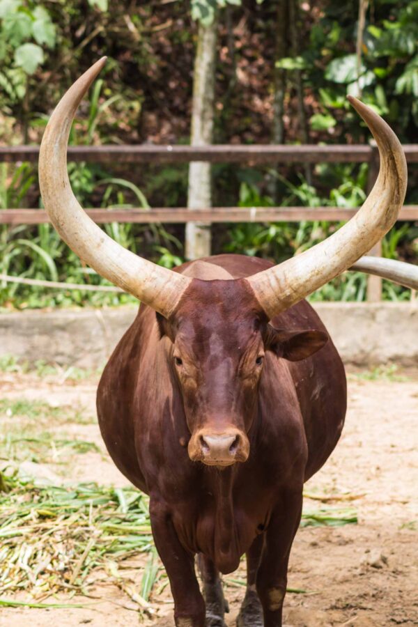Why Africa’s Long-Horned Cattle Are More Than Livestock