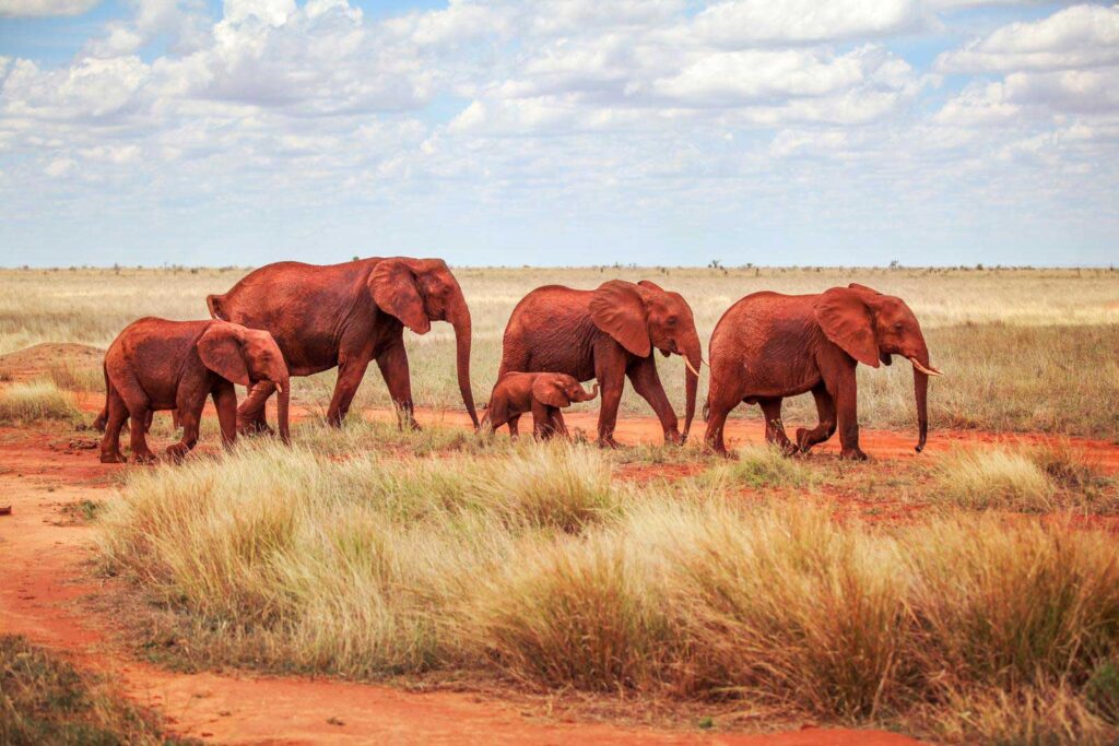 The Geography of Kenya